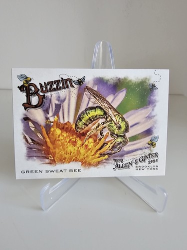 GREEN SWEAT BEE Buzzin 2024 Topps MLB Allen & Ginter Baseball BUZ-8 | eBay