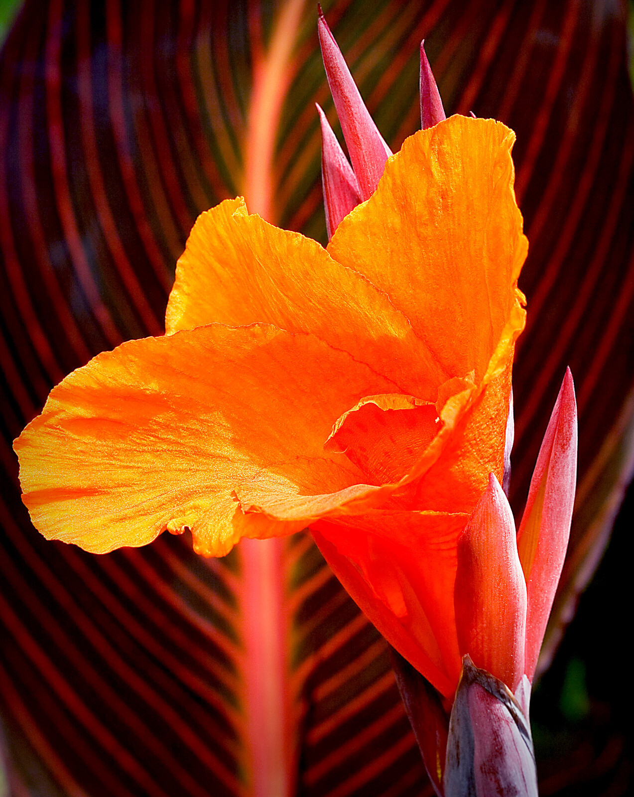 RARE Variegated Canna Lily Rhizome (Giant Phasion / African Sunset ...