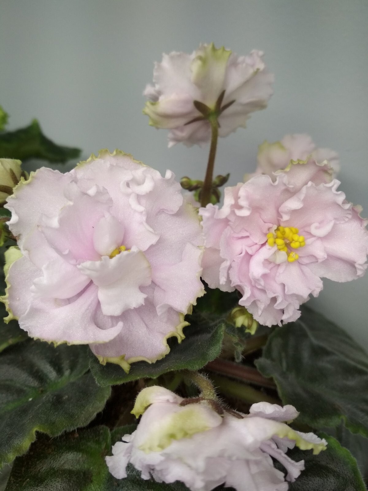 African Violet Holy Innocence, starter plant. | eBay