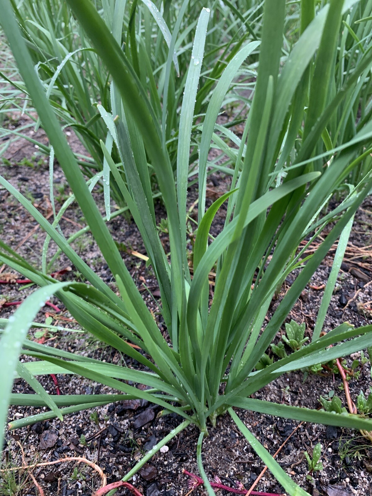 30 Live Stalks Garlic Chives Leek Plant Bare Root Organic Non-GM 老韭菜根 ...