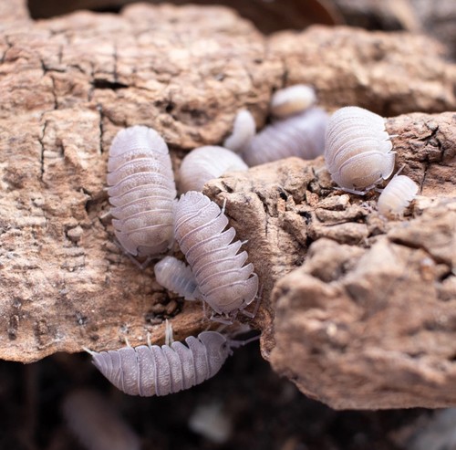 Armadillidium Sandstone Isopods 10+ Easy Pet Roly Poly Bioactive ...