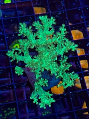 💚🌳 Ultra Green Kenya Tree – Small Colony | Vibrant Soft Coral, Capnella ...