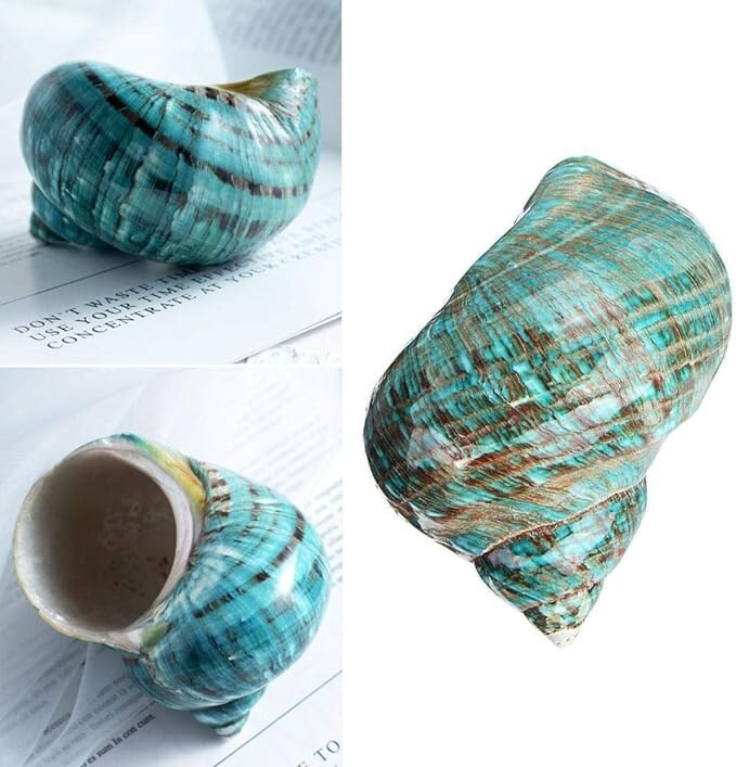 Large Natural Conch Seashell Hermit Crab Green Turbo Rare Real Crabs 4. ...