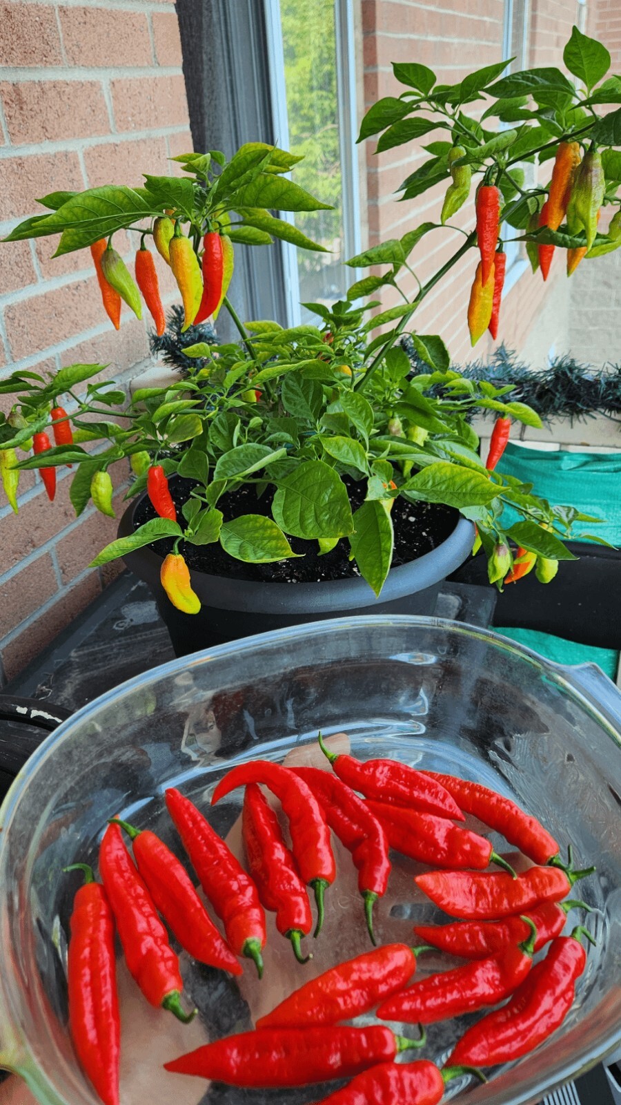 25+ Red Ghost Pepper Seed | eBay