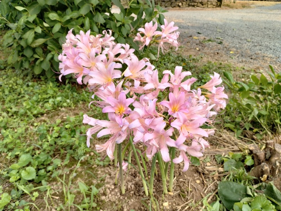 3 Lycoris Squamigera PINK SPIDER LILY! Rare Tie-Die Bulb Magic Lily ...