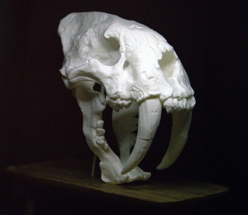 1:1 Sabertooth Tiger Bone Skull Replica With Wooden Stand | eBay