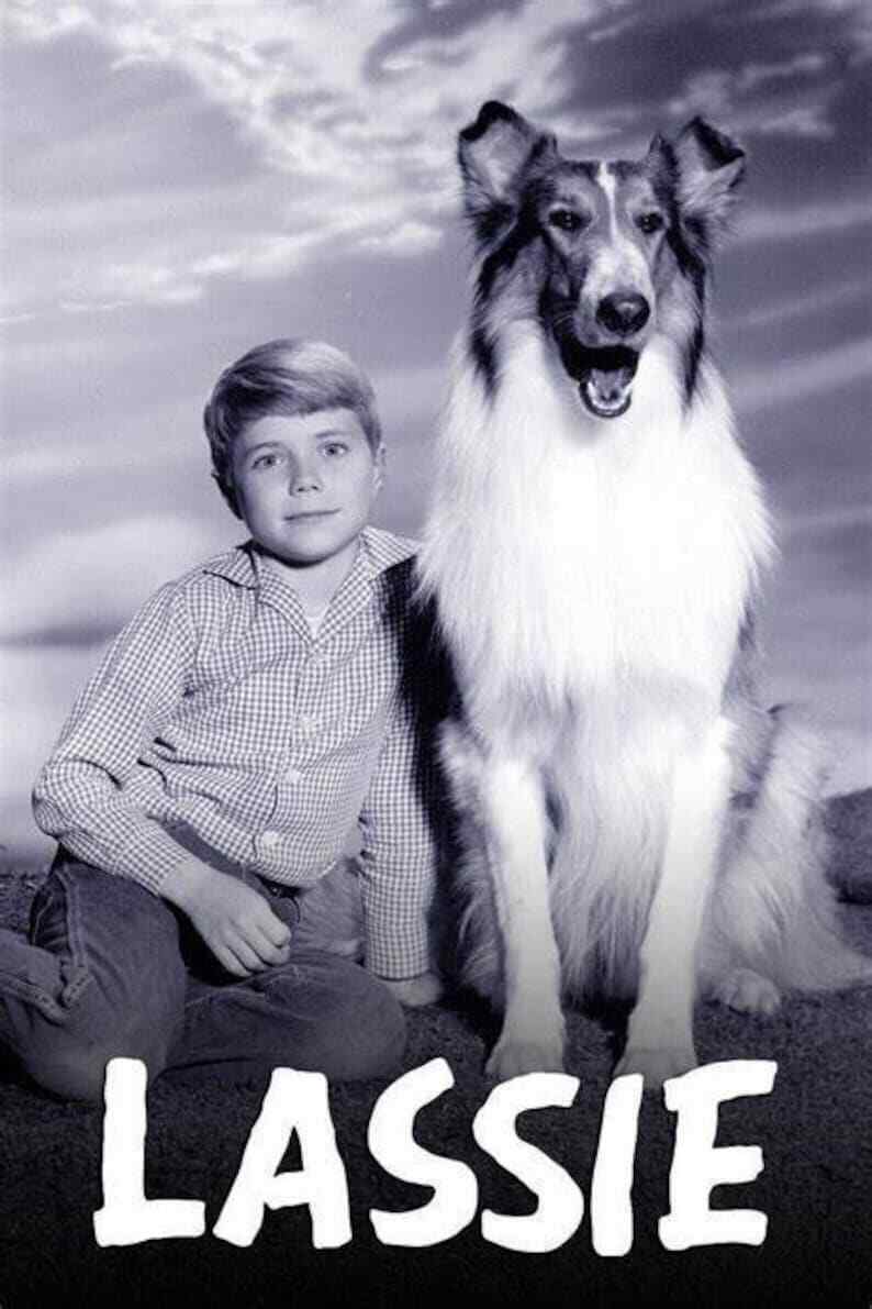Lassie TV Show June Lockhart Studio Photo Poster Framing Print 8 x 10 ...