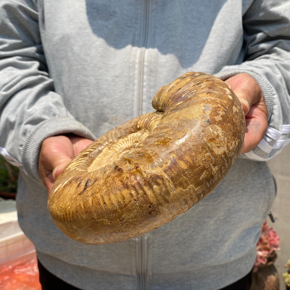1950g Large Natural Raw Ammonite Fossil Display Collection Specimen ...