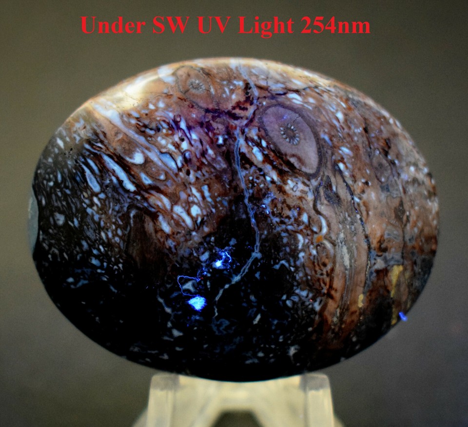275ct Petrified Wood Palm Tree Pebble Natural Palmoxylon Crystal Cab ...