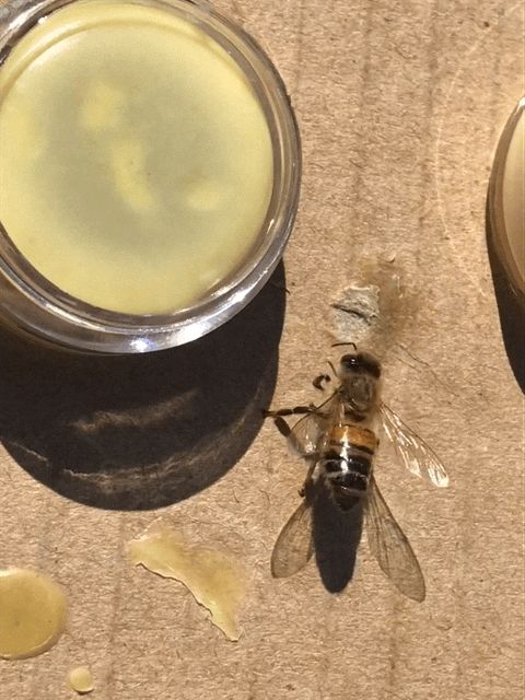 Bee Swarm Pro Lure #1 In USA 6 pack honeybee lure vials SWARM PRO LURE ...