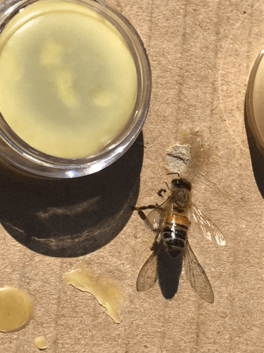 Bee Swarm Pro Lure #1 In USA 6 pack honeybee lure vials SWARM PRO LURE ...