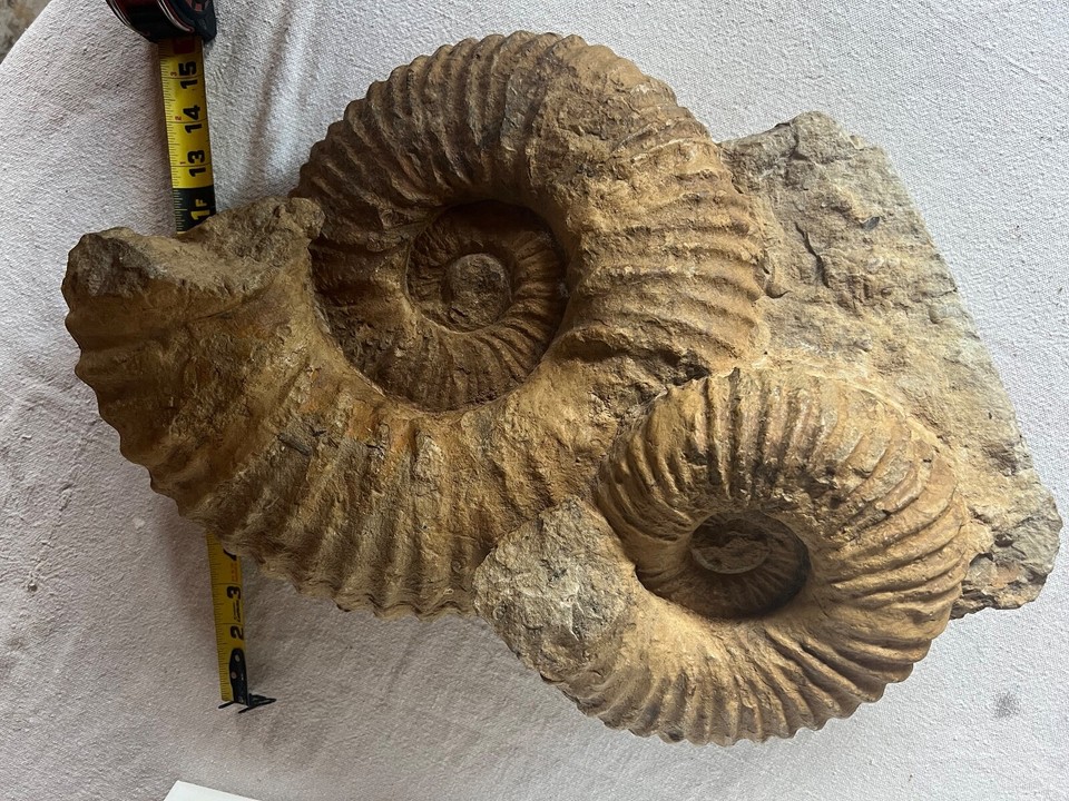 53 lbs. Jurassic-aged ammonites fossil | eBay