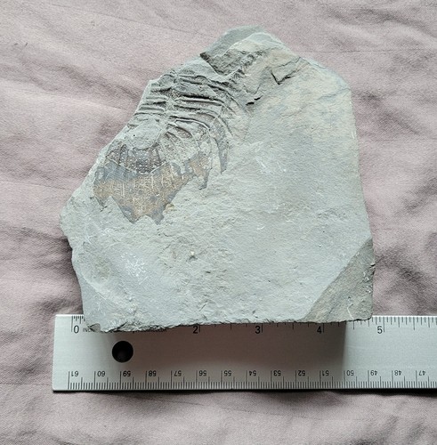 Very Rare Arctinurus Boltoni Trilobite Partial Fossil Rochester Shale ...
