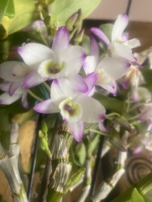 Dendrobium Nobile, Two Tall Rooted Stems, No Pot, Bare Root, No Tags | eBay