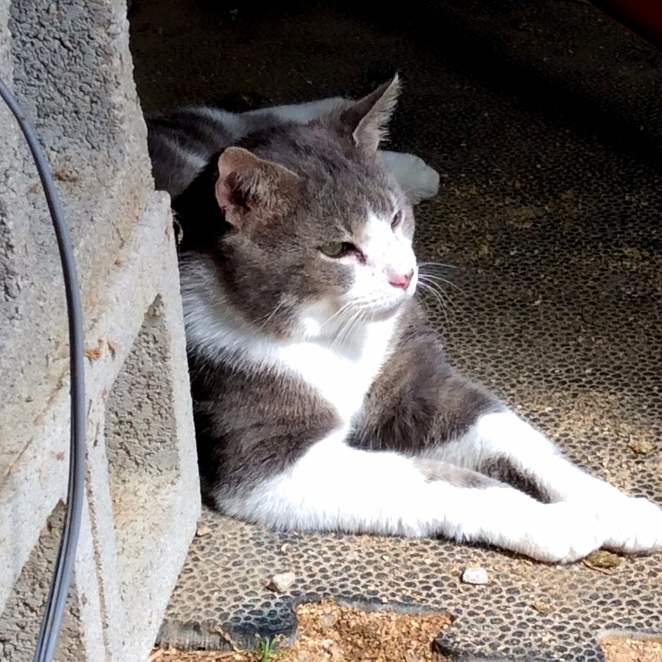 Sponsor a Cat Photo & GIFT Help cats and kittens small shelter in KY | eBay