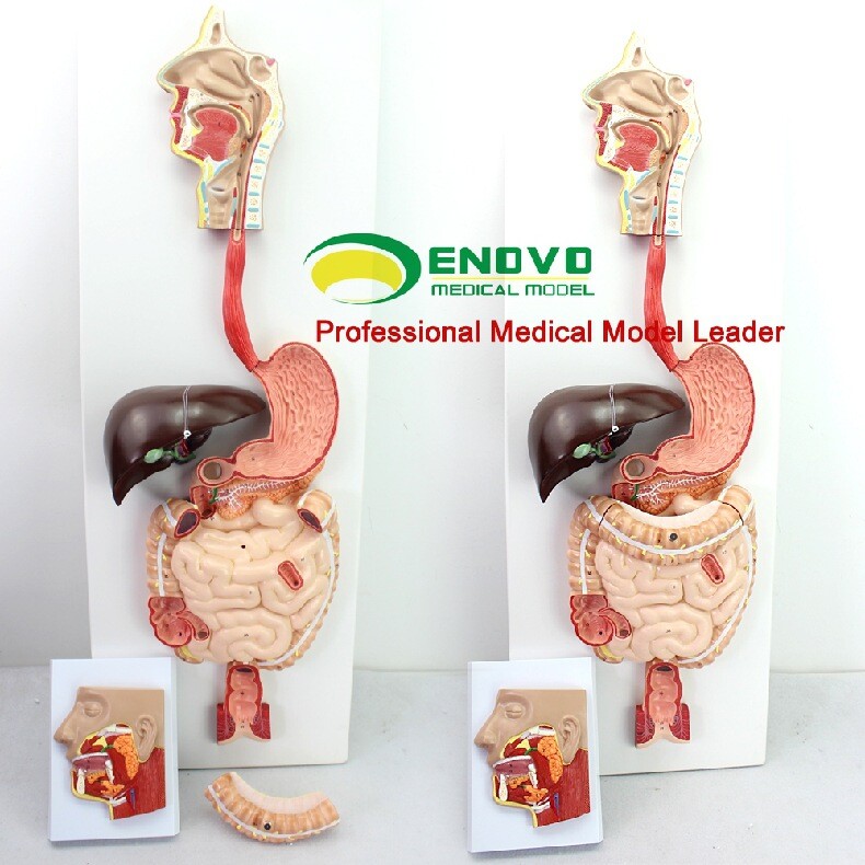 VISCERA-Digestive system-3parts Human Medical Teaching Anatomical Model ...