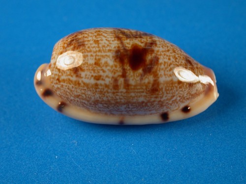 Cypraea alisonae, Excellent Dark Pattern, 26.7mm, Hawaii Shell | eBay
