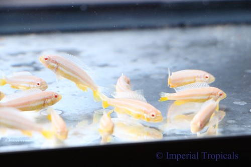 Albino Golden Cichlid (Melanochromis auratus) African Cichlid Live ...