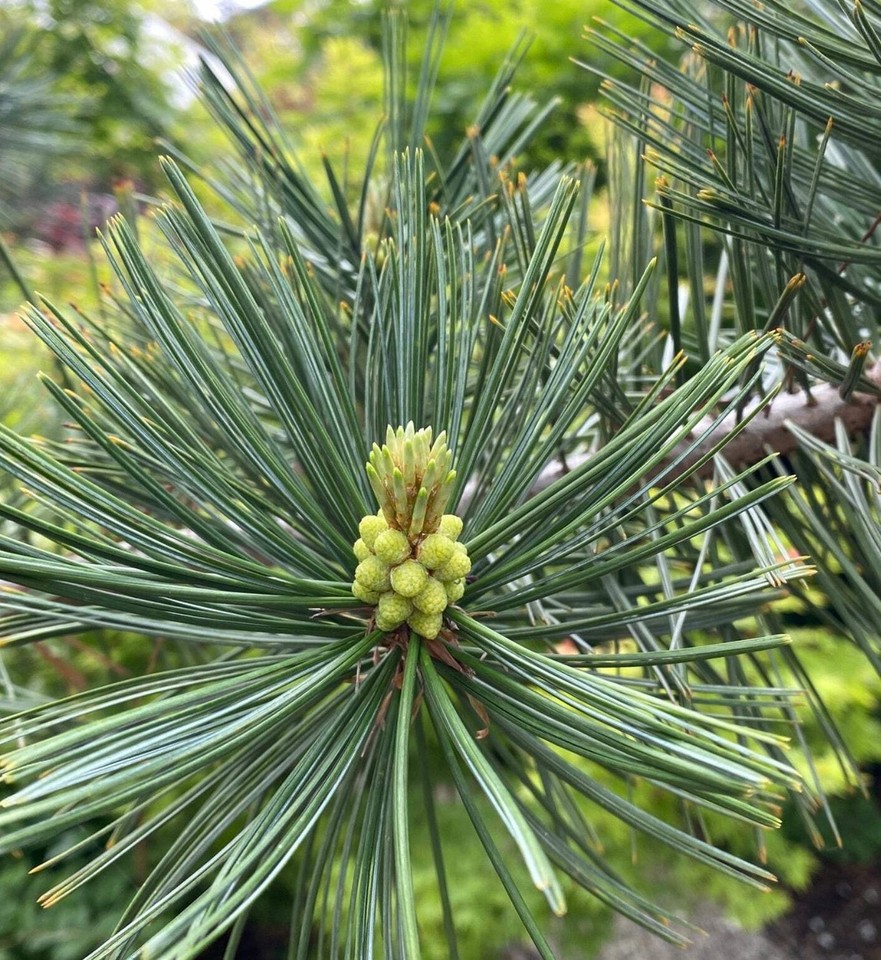 Pinus flexilis - Limber pine | Rocky Mountain white pine | eBay