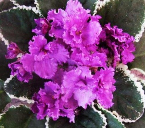 African Violet plant. Mindi Rose. Starter plant. Gorgeous blooms ...