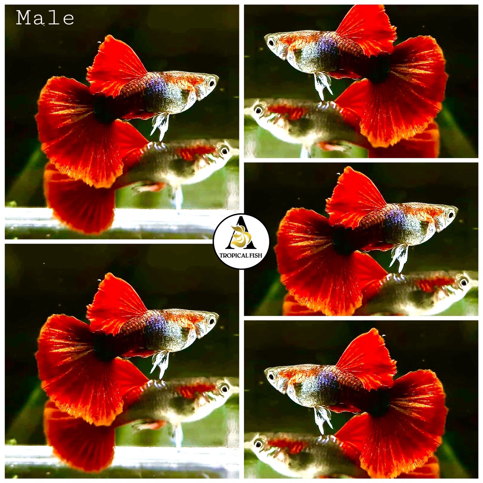 1 Pair - Live Aquarium Guppy Fish High Quality - Flower HB Red Rose DBS ...