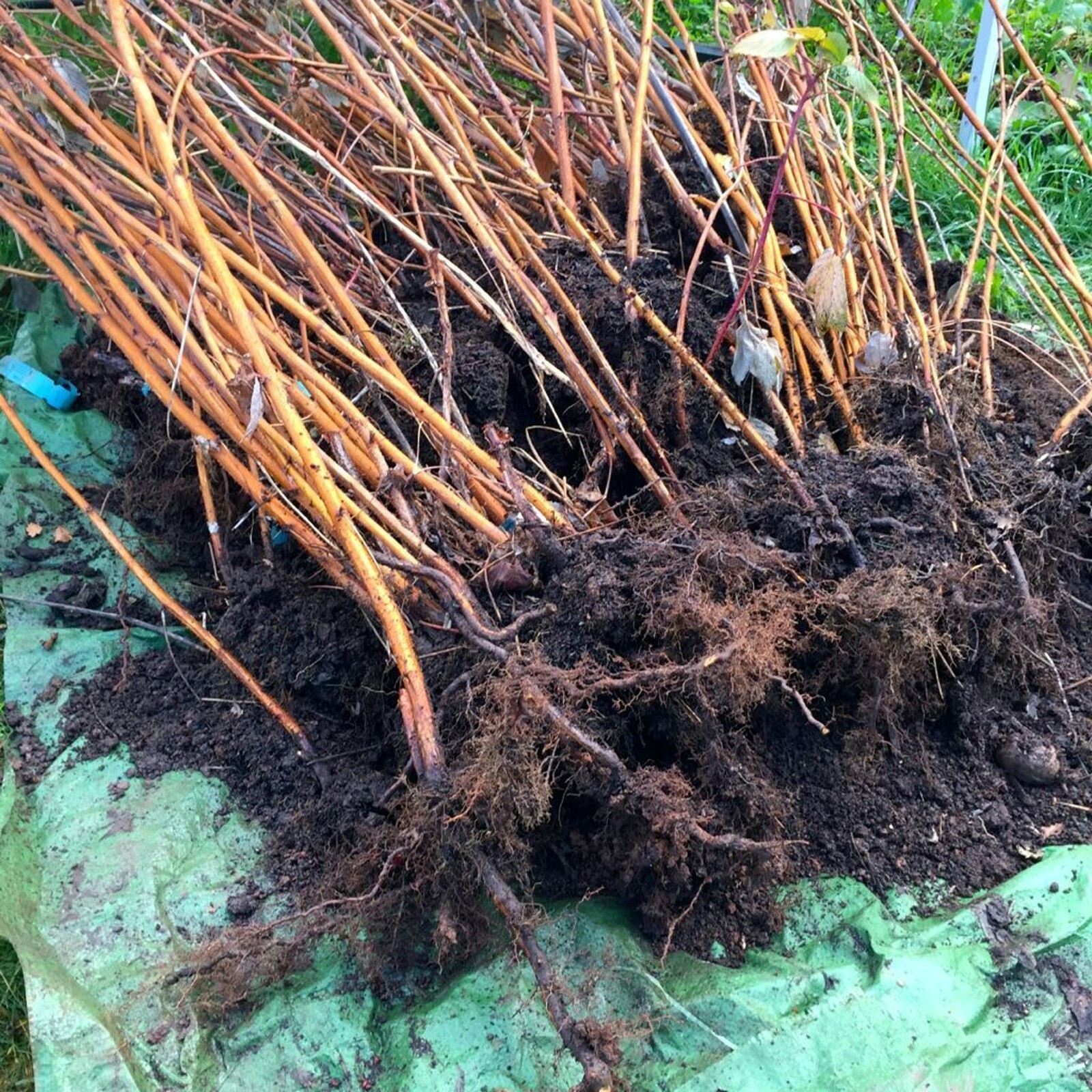 Raspberry Tulameen Bare Root 3 x Canes - Grow Your Own Fresh ...