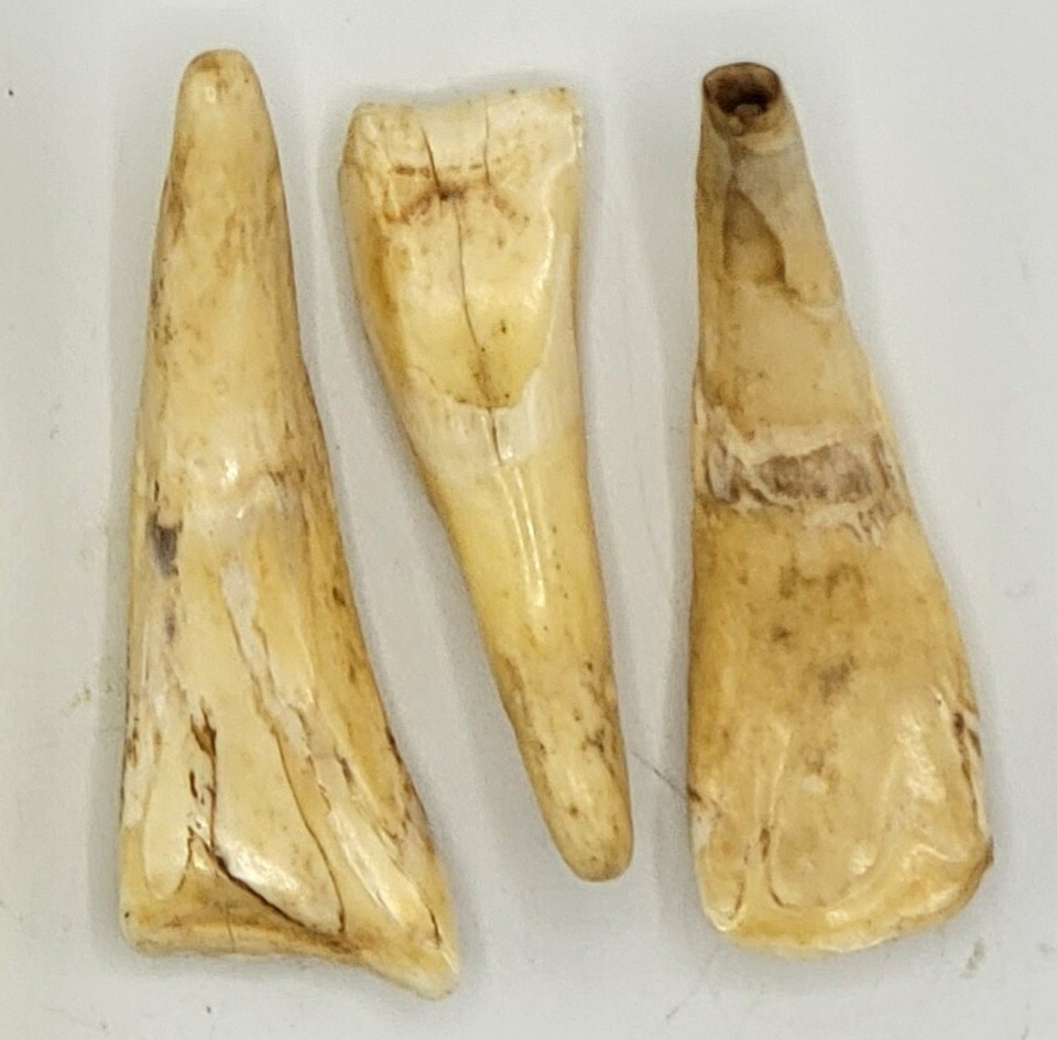 Buffalo Teeth Last Half Of 19th Cent Drilled For Necklace | eBay