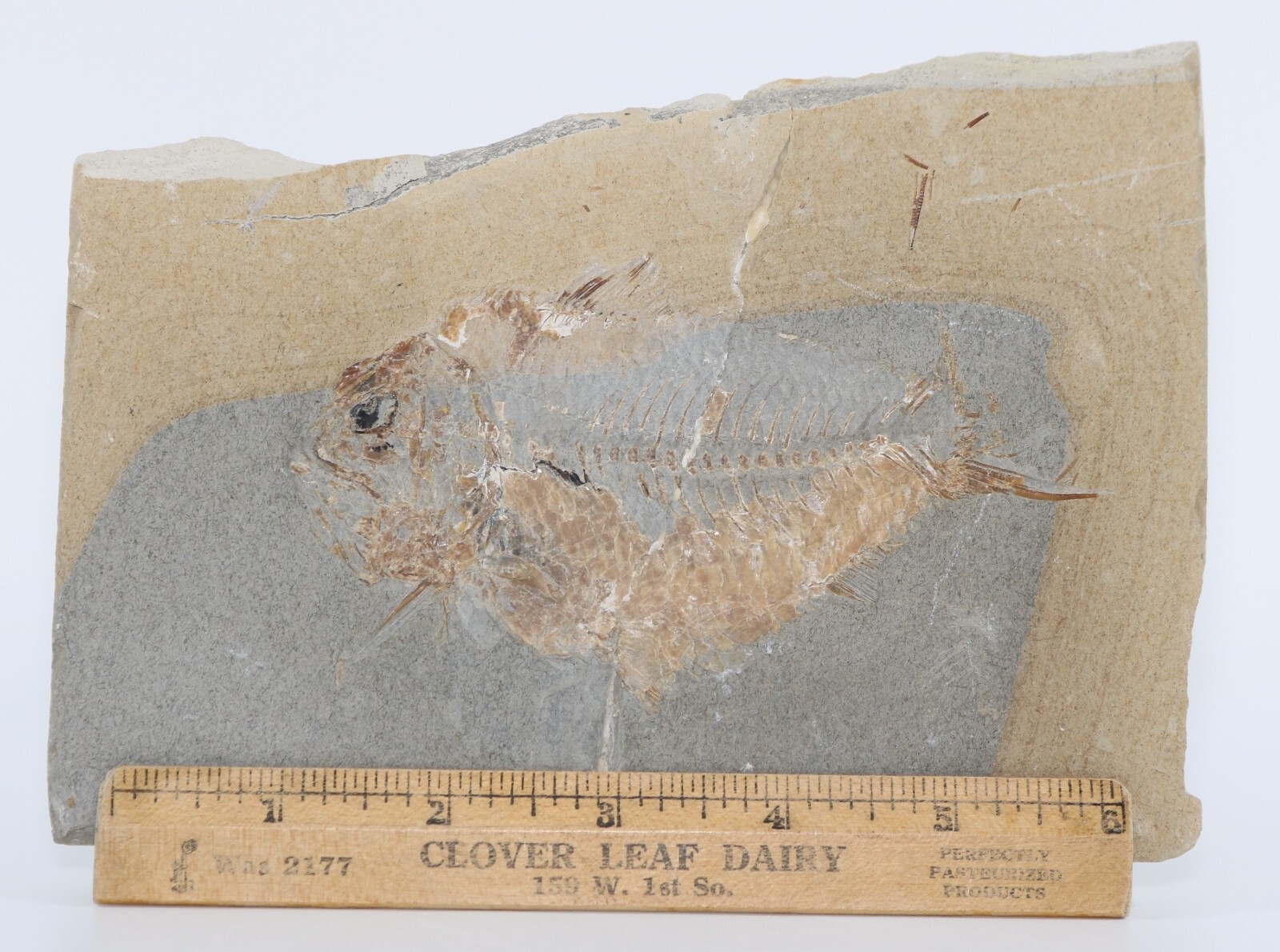 Rare Big Lebanese Fish Fossil undescribed Cretaceous Hakel Lebanon COA ...