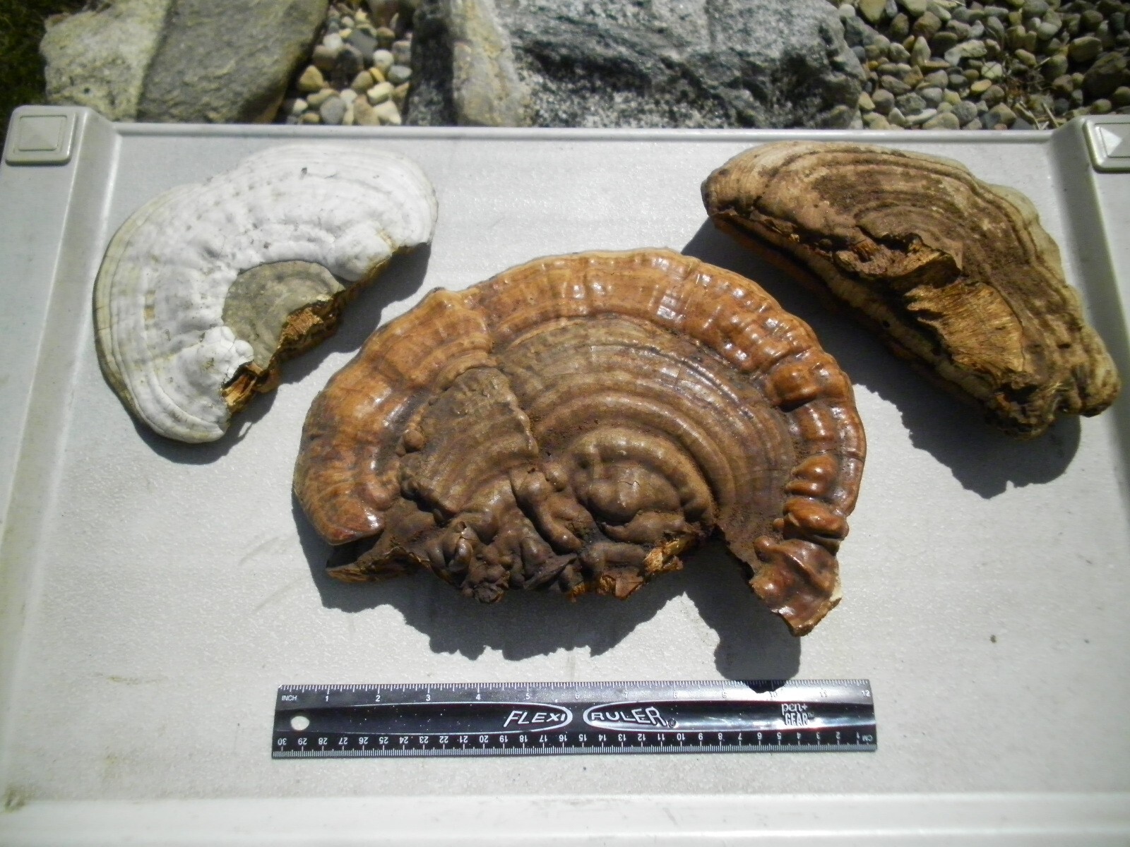 Three Large Tree Conk Shelf Mushroom Fungus Craft Art Painting ...