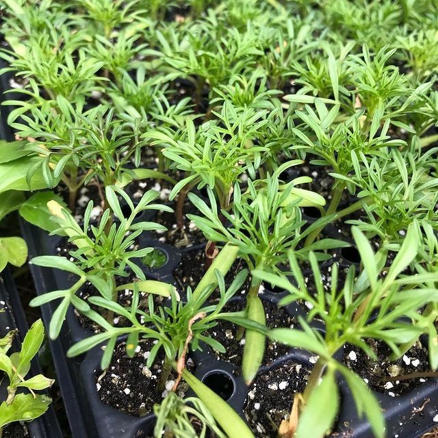 Cosmos plug plants X12 FREE Delivery preorder end of march 6 different ...