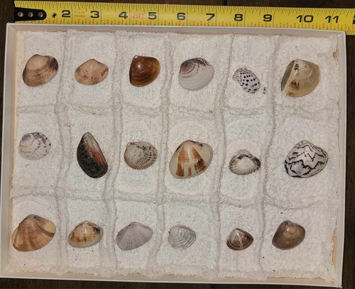 VTG Whole Sea Shells Lot x18. Clam? Complete Half Sections. Natural ...