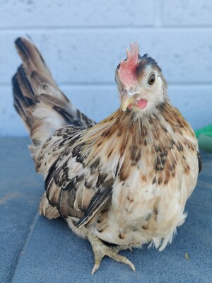 Poultry - Serama Eggs