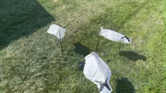 Snow Goose Sock Rotating Machine. Motion Rotary Machine, Snow Goose ...