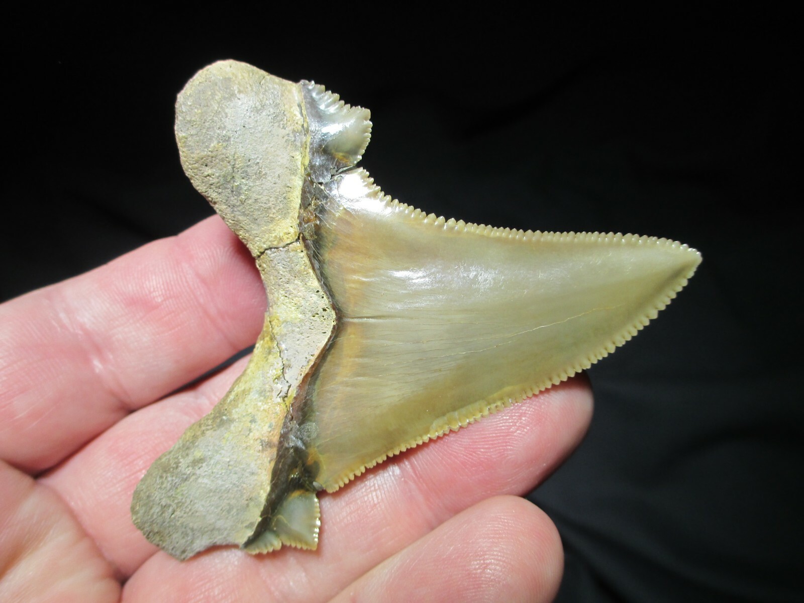 3-3/16 PERU AURICULATUS SHARK Tooth Fossil Fish Teeth RARE PERUVIAN ...