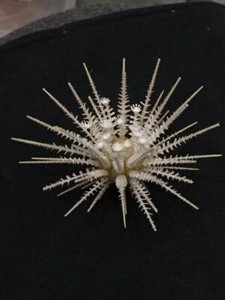 Jerald's Marine Lifes | eBay Stores