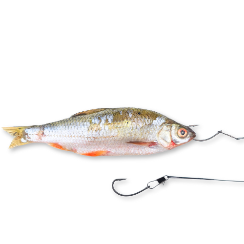 Zander Dead Bait Live Bait 5 x WIRE TRACE Fishing Dead Bait RIGS SIZE 2 ...