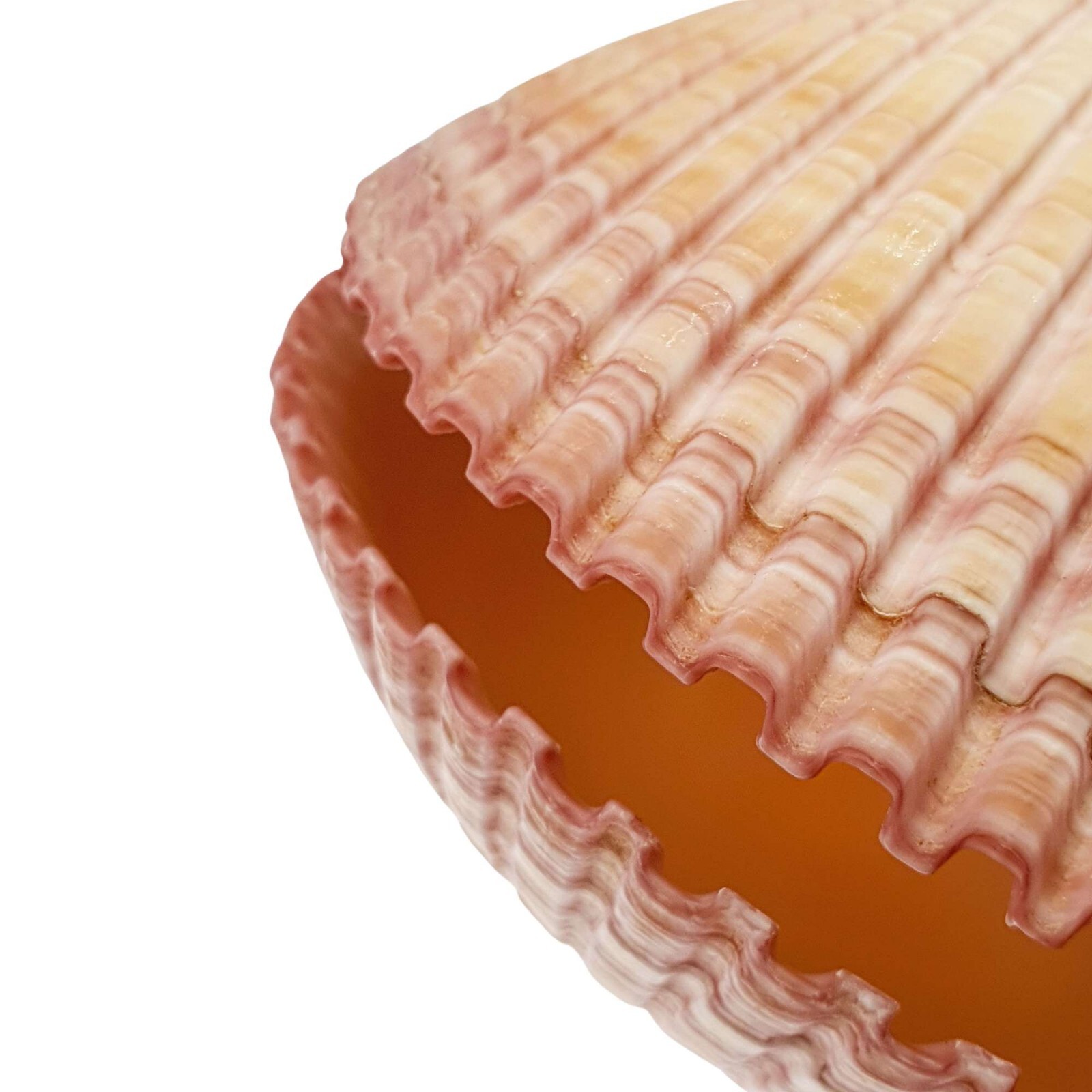 Giant Heart Clam Seashell Rarely Available Cardium Pseudolima Love ...