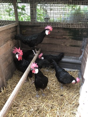 6 Black Minorca Chicken Eggs | eBay UK