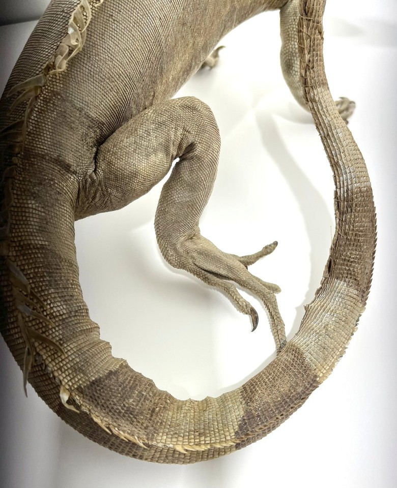 Vintage Taxidermy Iguana REPTILE Rare Folk Art nice example and pose | eBay