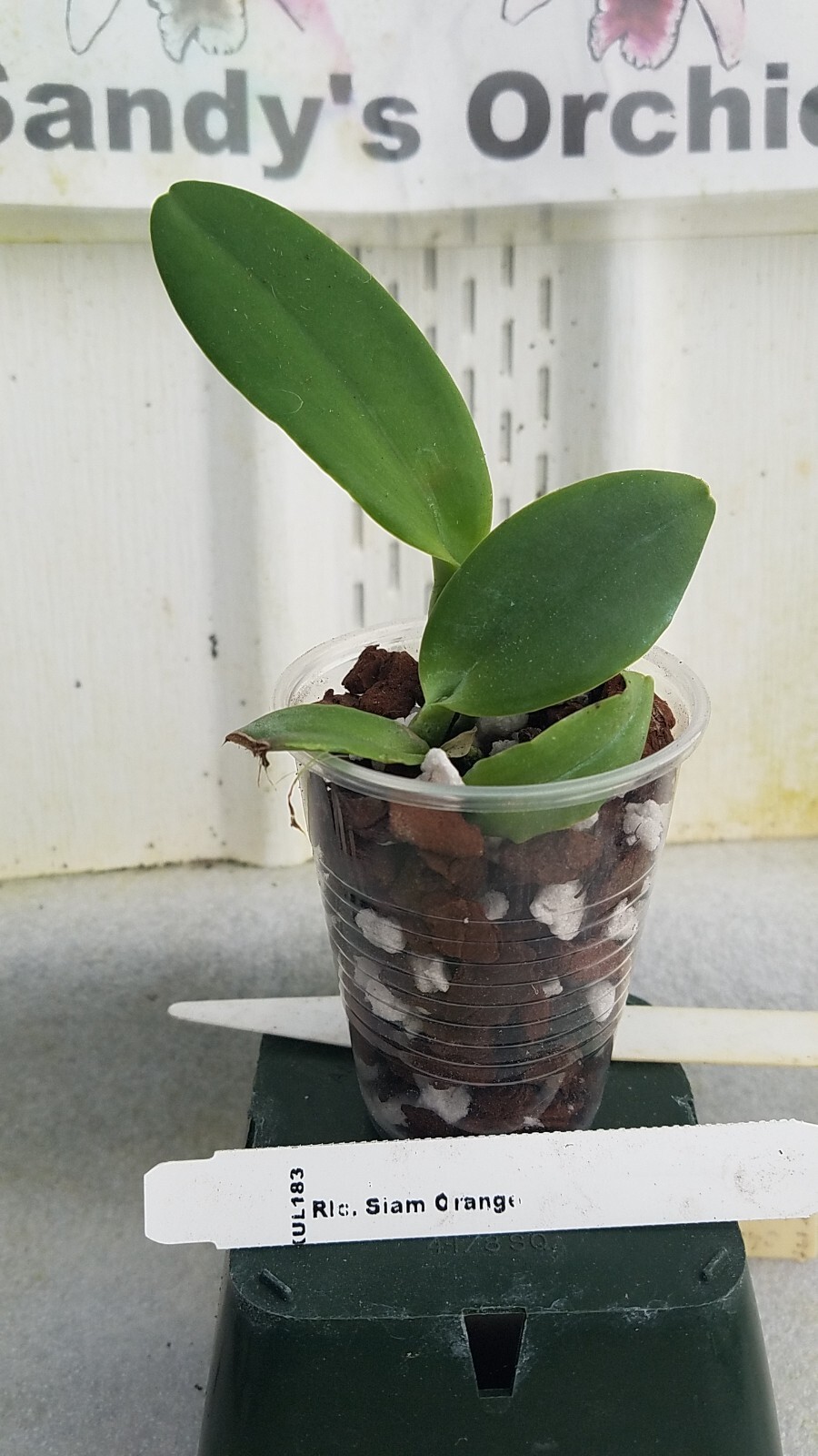 Cattleya Rlc Siam Orange Orchid Plant 2BB26 | eBay