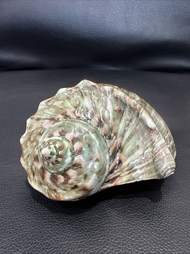 Giant 5.7 Natural turbo marmoratus Seashell | eBay