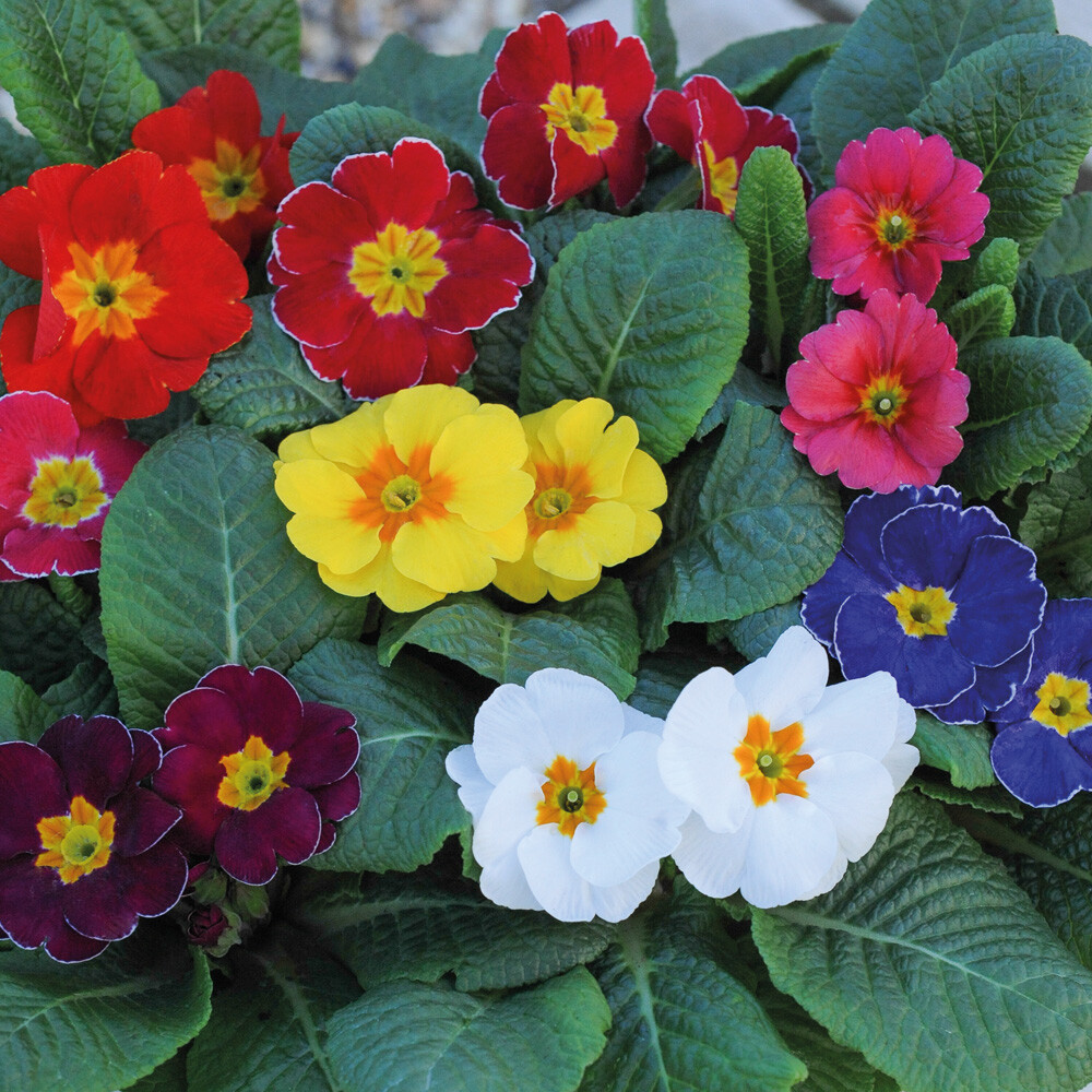 Primrose Plants Hardy Perennial Husky Mixed Garden Flower Easy Grow ...
