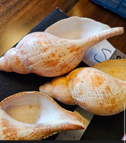 Tulip Shells Lot of 3 (S397) | eBay