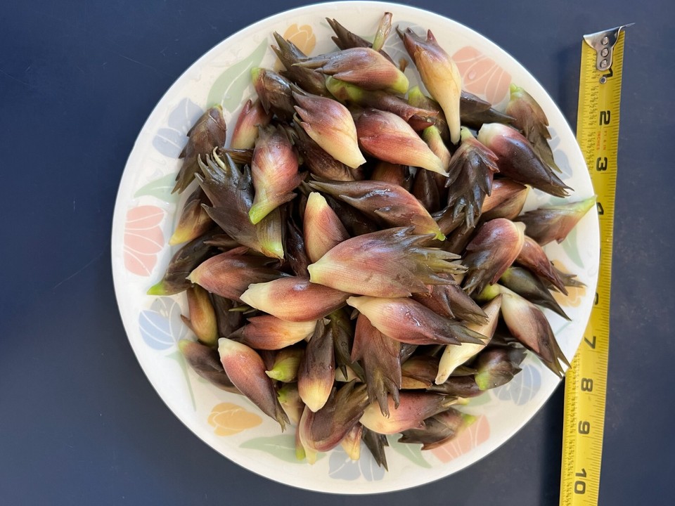 2 Live Myoga Ginger Plants (阳荷) For Planting –Edible & Ornamental ...