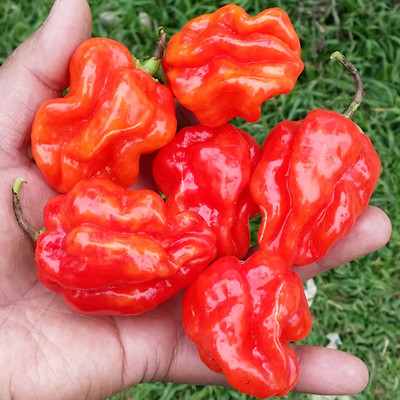 Fijian Bongo Chilli - An Unique, Extremely Hot & Large Chilli from the ...