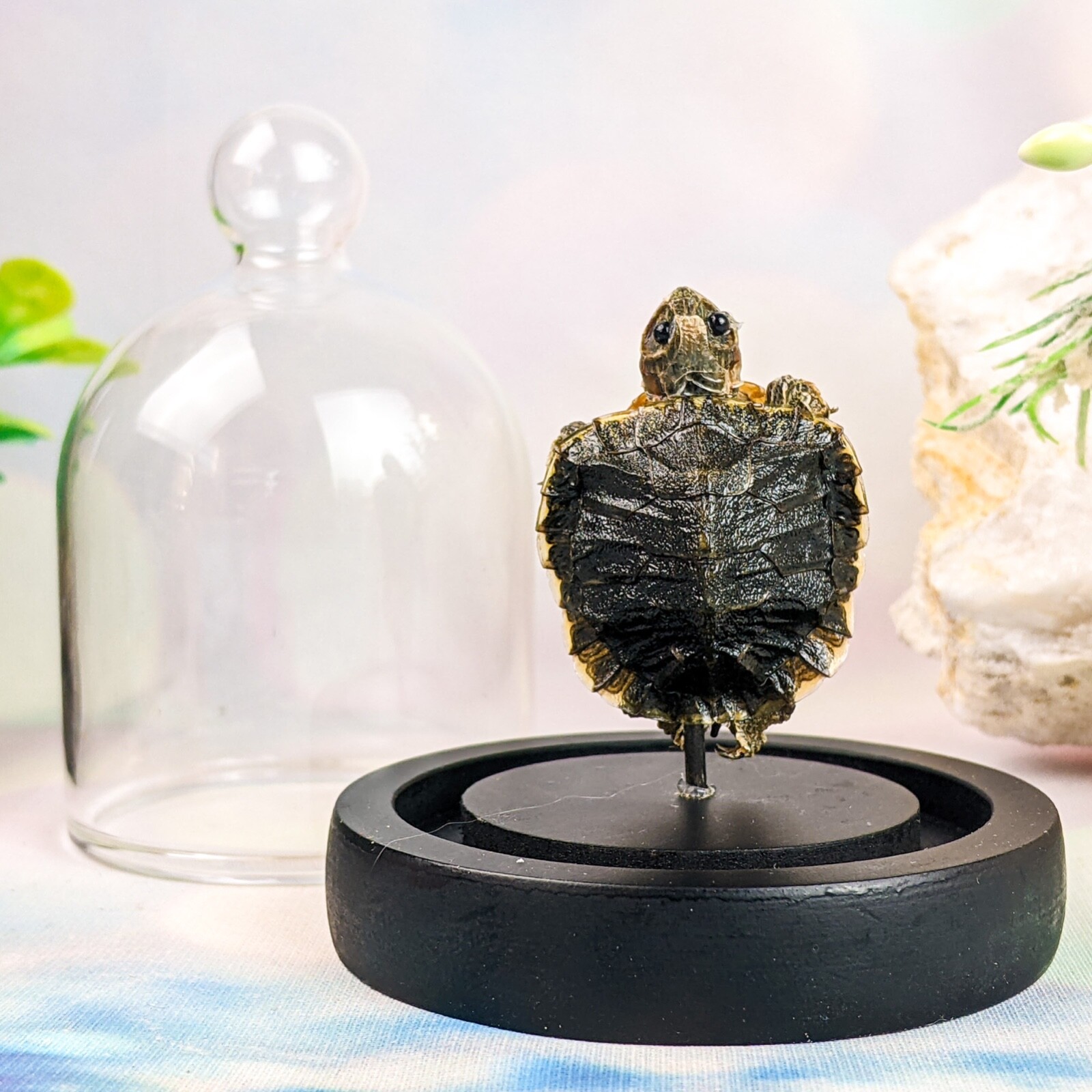 Red Earred Slider Turtle Glass Dome Display Collectible oddity ...
