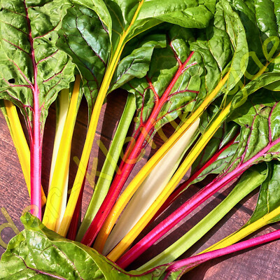 MANGOLD RAINBOW MIX BUNTER STIELMANGOLD BLATTMANGOLD LECKER DEKORATIV ...