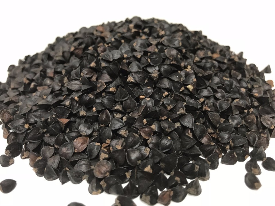 Buckwheat Seed Unhulled 5 LB-High in Fiber & Proteins - Great for ...
