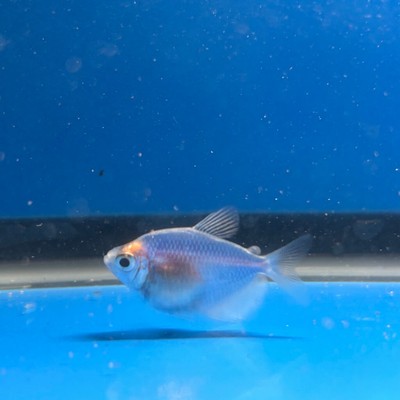 Cosmic blue glo tetra | eBay