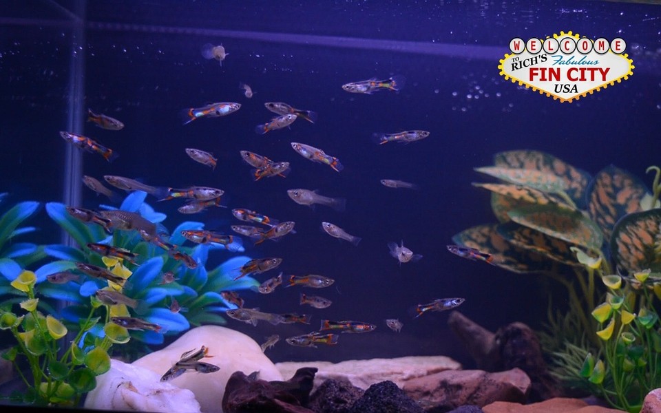 Painted Orchid Endlers - 3 pair ( 3 male, 3 female) + 1 bonus fish ...